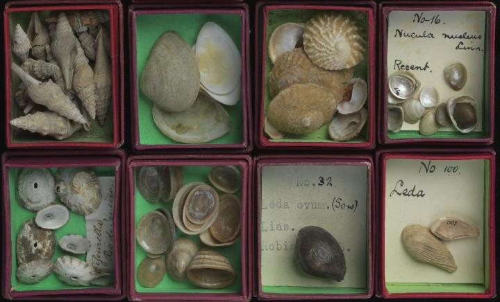 The Lyell Geological Specimen Collection | The University of Edinburgh