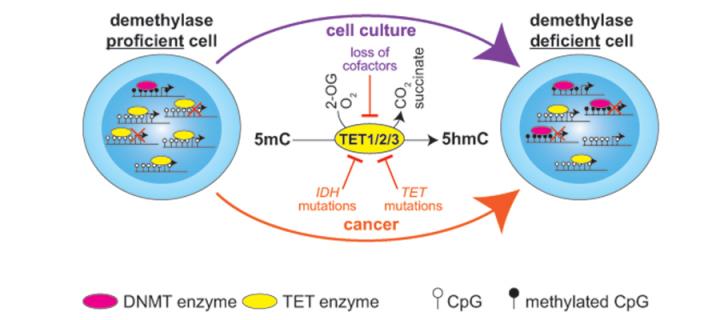 Richard Meehan: Epigenetic Mechanisms in Development and Disease | The ...