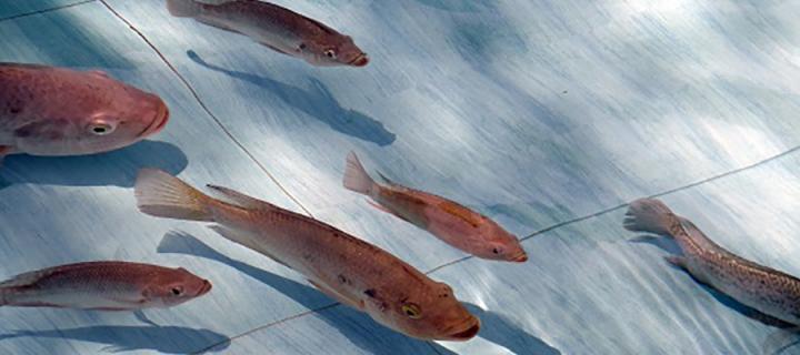 Genetics roadmap to develop more resilient farmed fish | The University ...