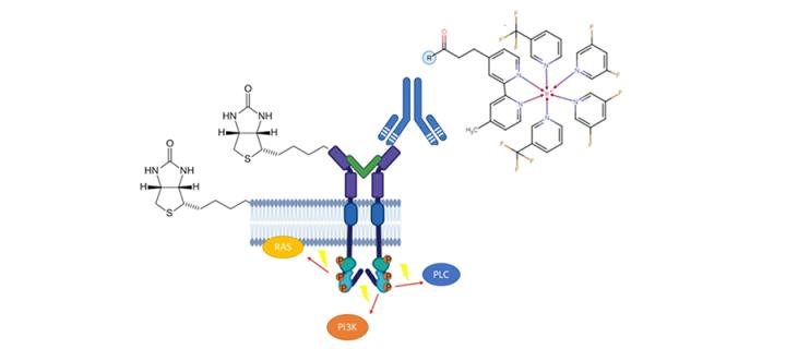 Target deconvolution by mapping the dynamic membrane microenvironment ...