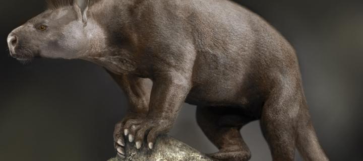 Ankle and foot evolution gave mammals a leg up | The University of ...