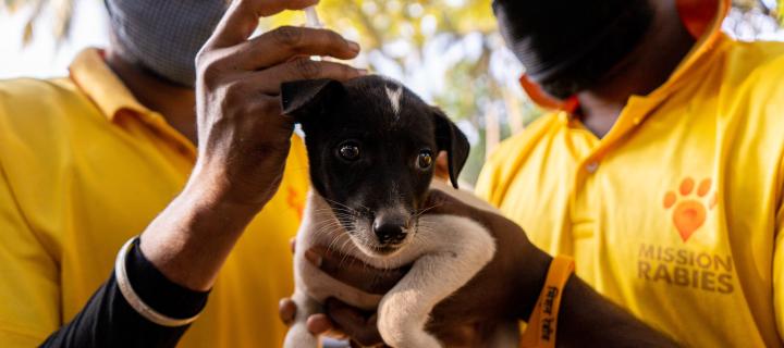 Vaccine campaign to free Indian state from rabies | The University of ...