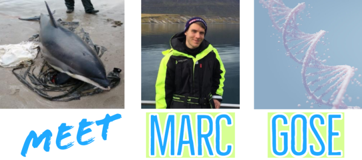 Genetics & Conservation | Dolphin DNA | The University of Edinburgh