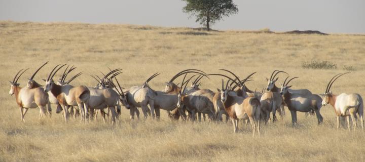 Rare antelope gains improved conservation status | The University of ...